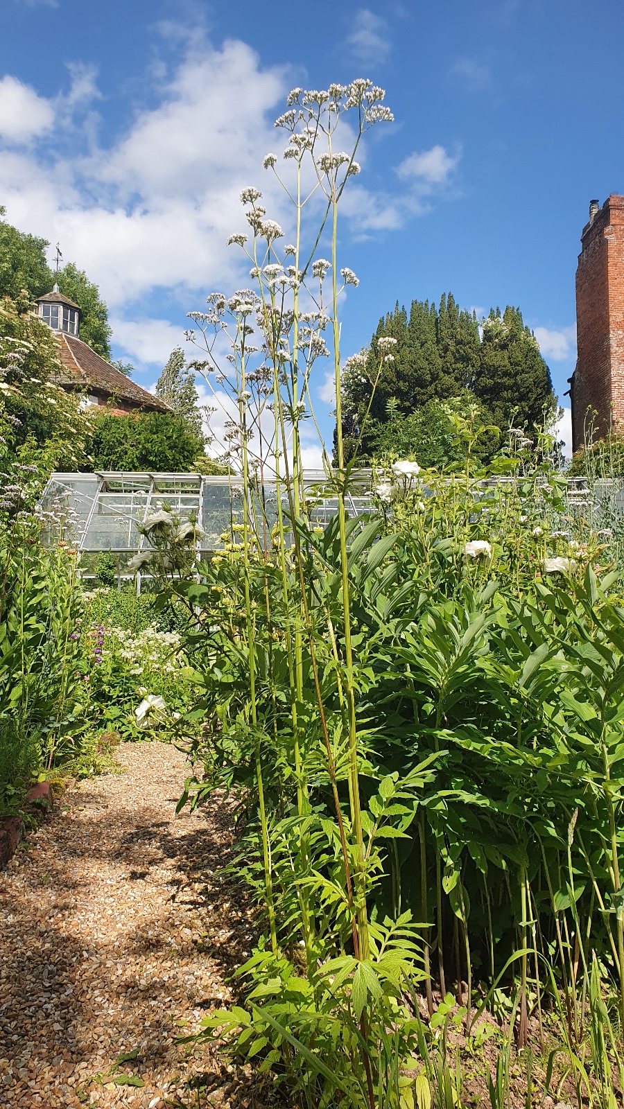 Calming Herbal Remedy: Valerian & Co - AP Vet Ltd