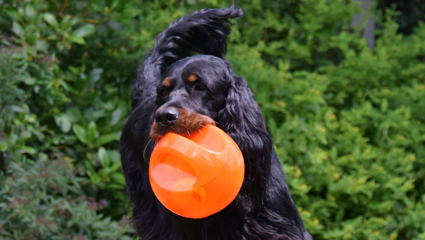 Would your dog like to star in a school charity dog show? - AP Vet Ltd